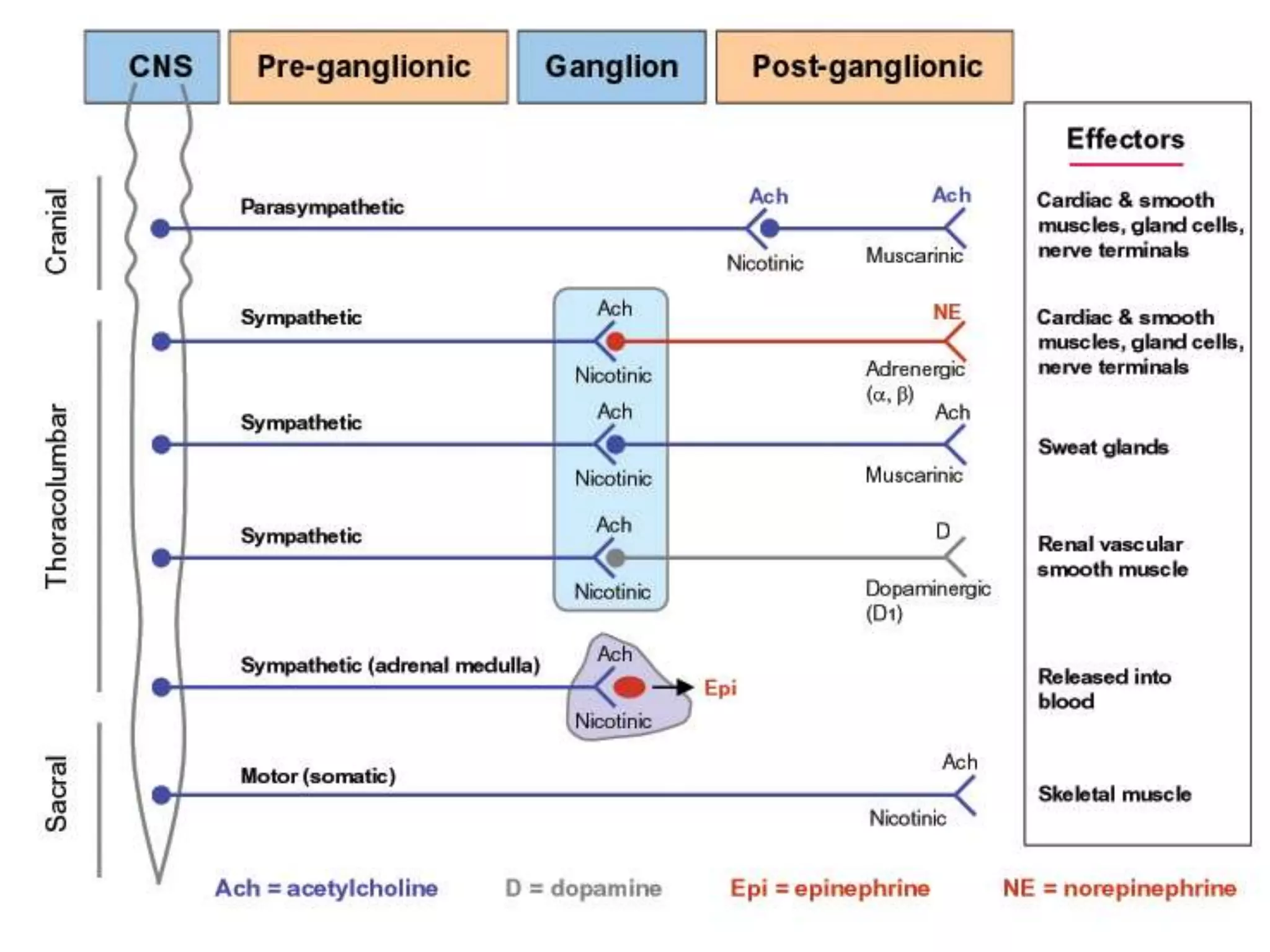 Drug affecting parasympathetic system | PPTX