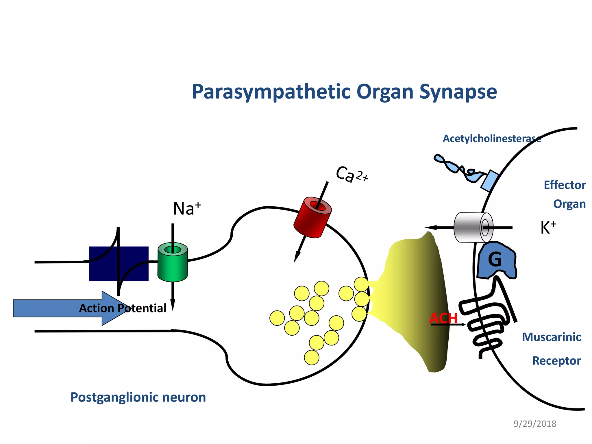 Drug affecting parasympathetic system | PPTX