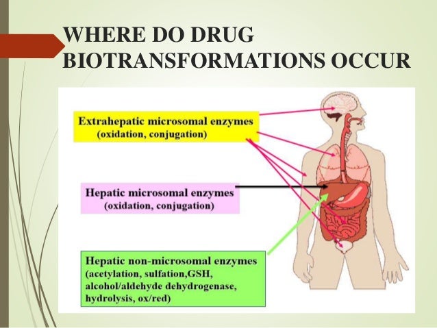 Drug biotransformation