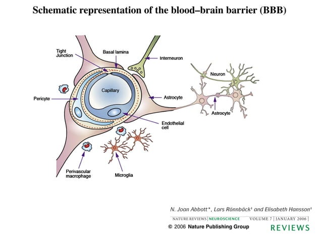 Drug delivery across BBB | PDF