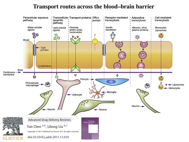 Drug delivery across BBB | PDF
