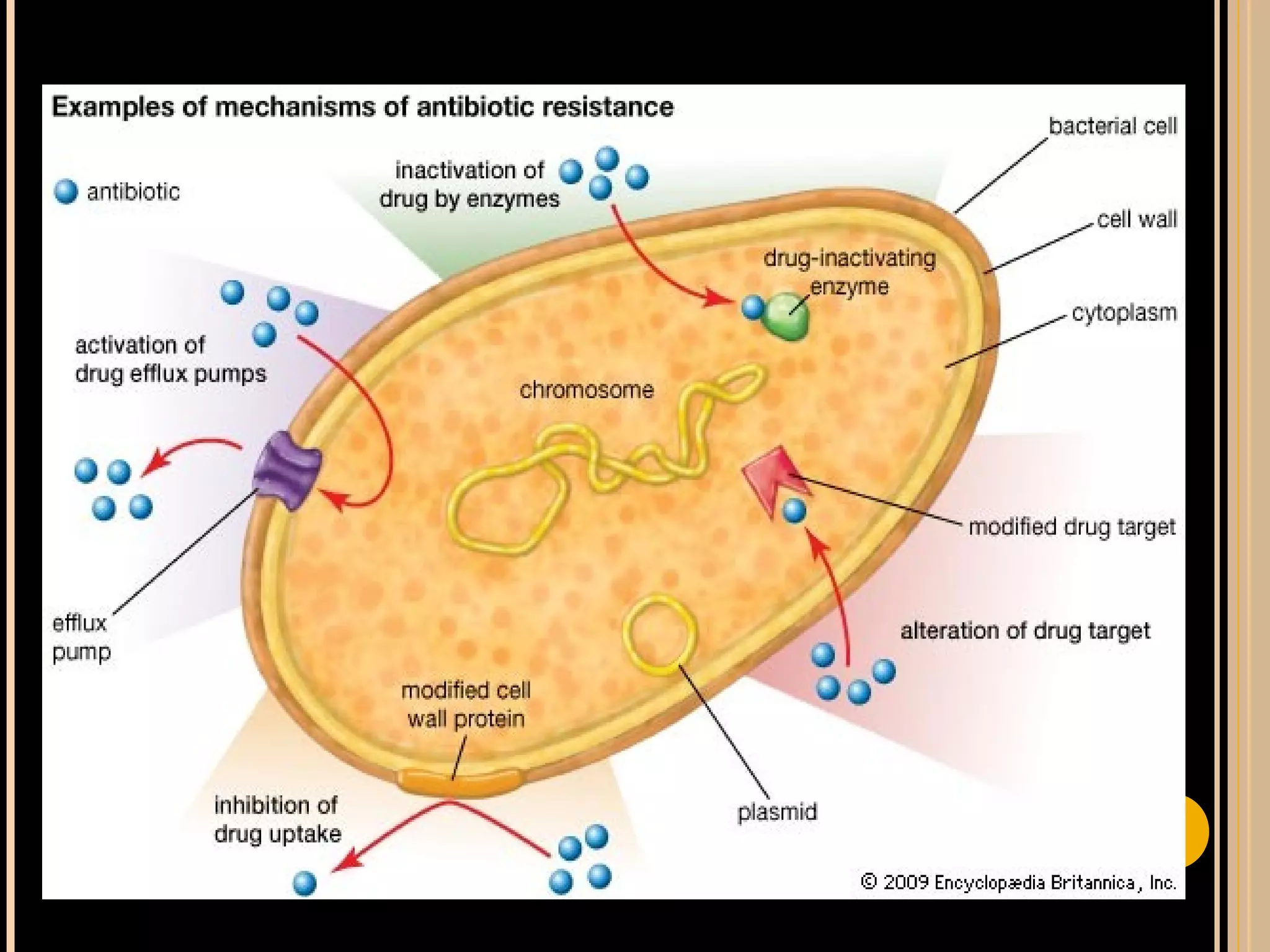 Drug delivery strategies for combating multiple drug resistance | PPT