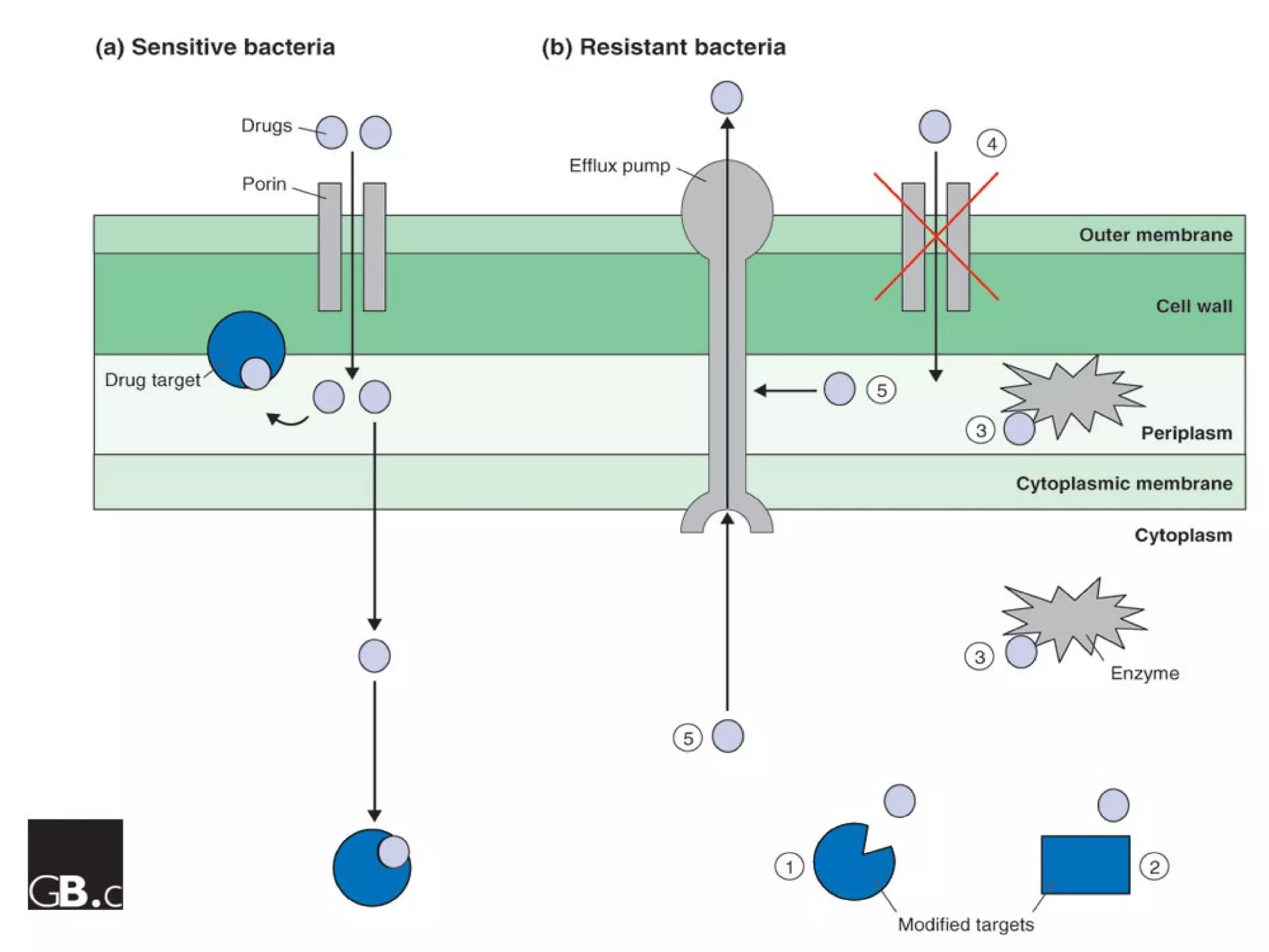 Drug delivery strategies for combating multiple drug resistance | PPT