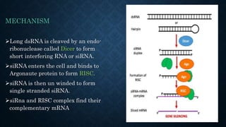 Drug discovery overview by shubham 1 | PPT