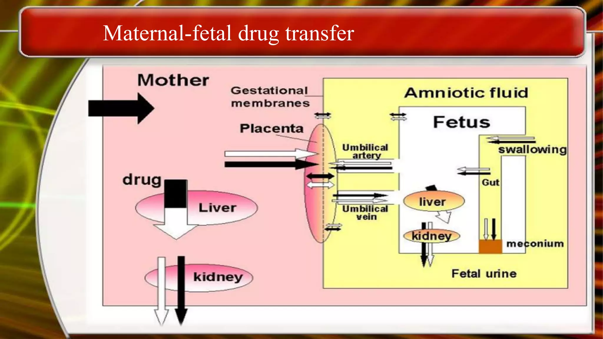 Drug disposition in pregnancy | PPT