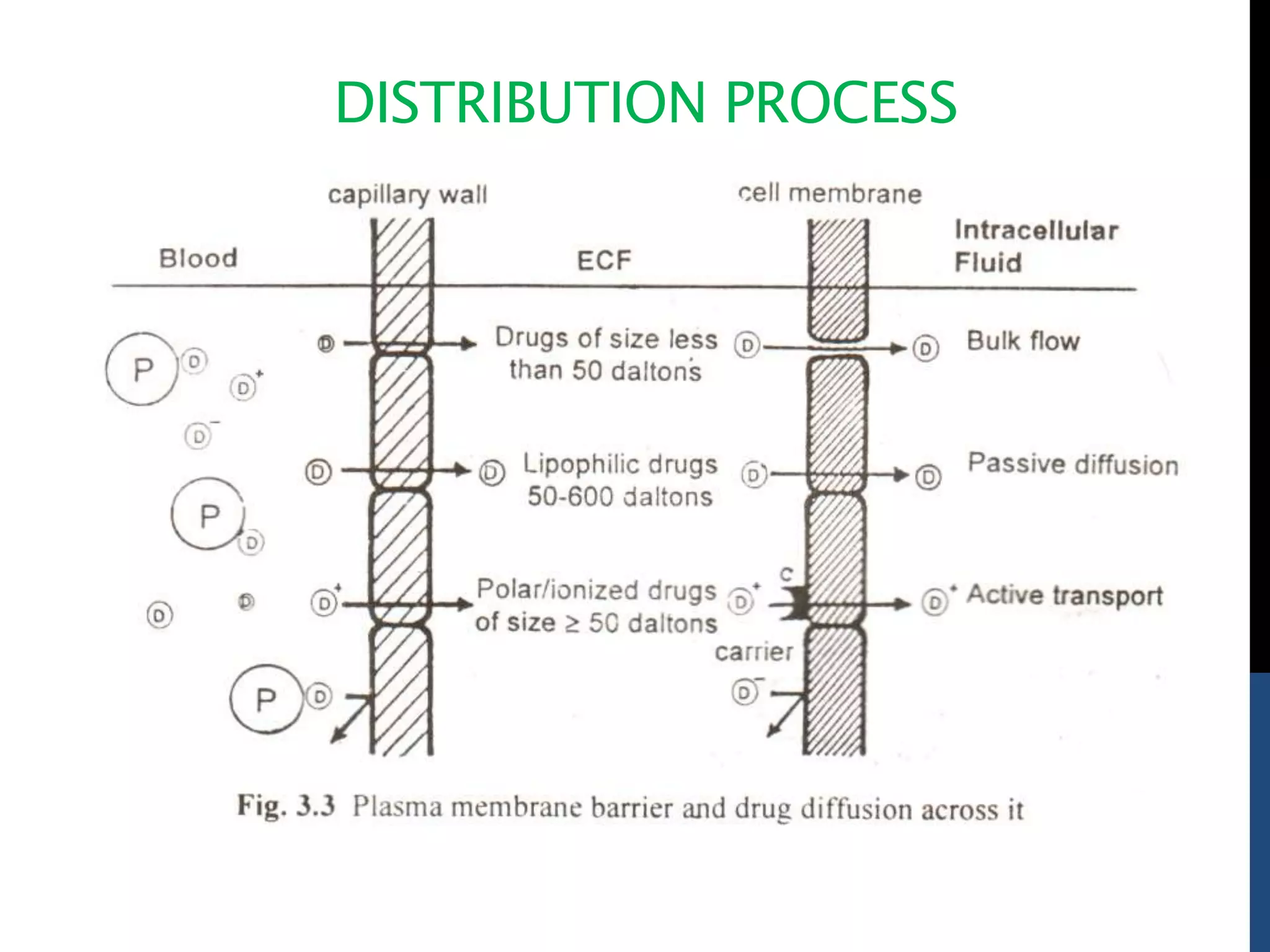 Drug distribution | PPTX