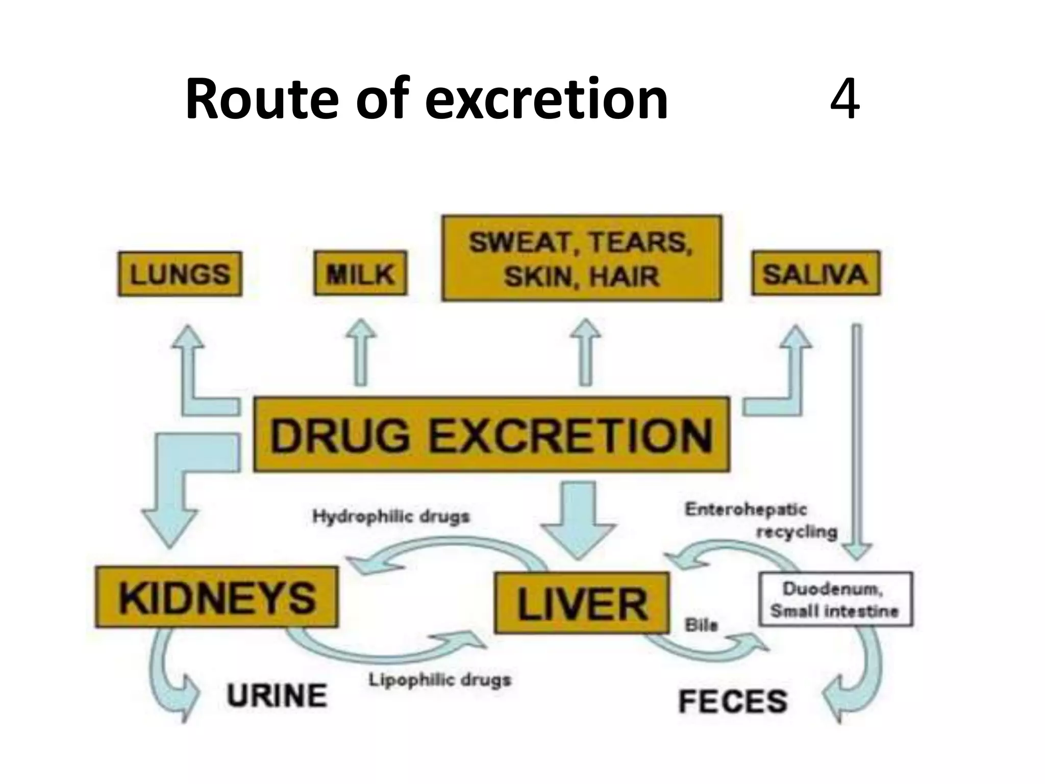 Drug distribution and excreation | PPTX | Chemistry | Science