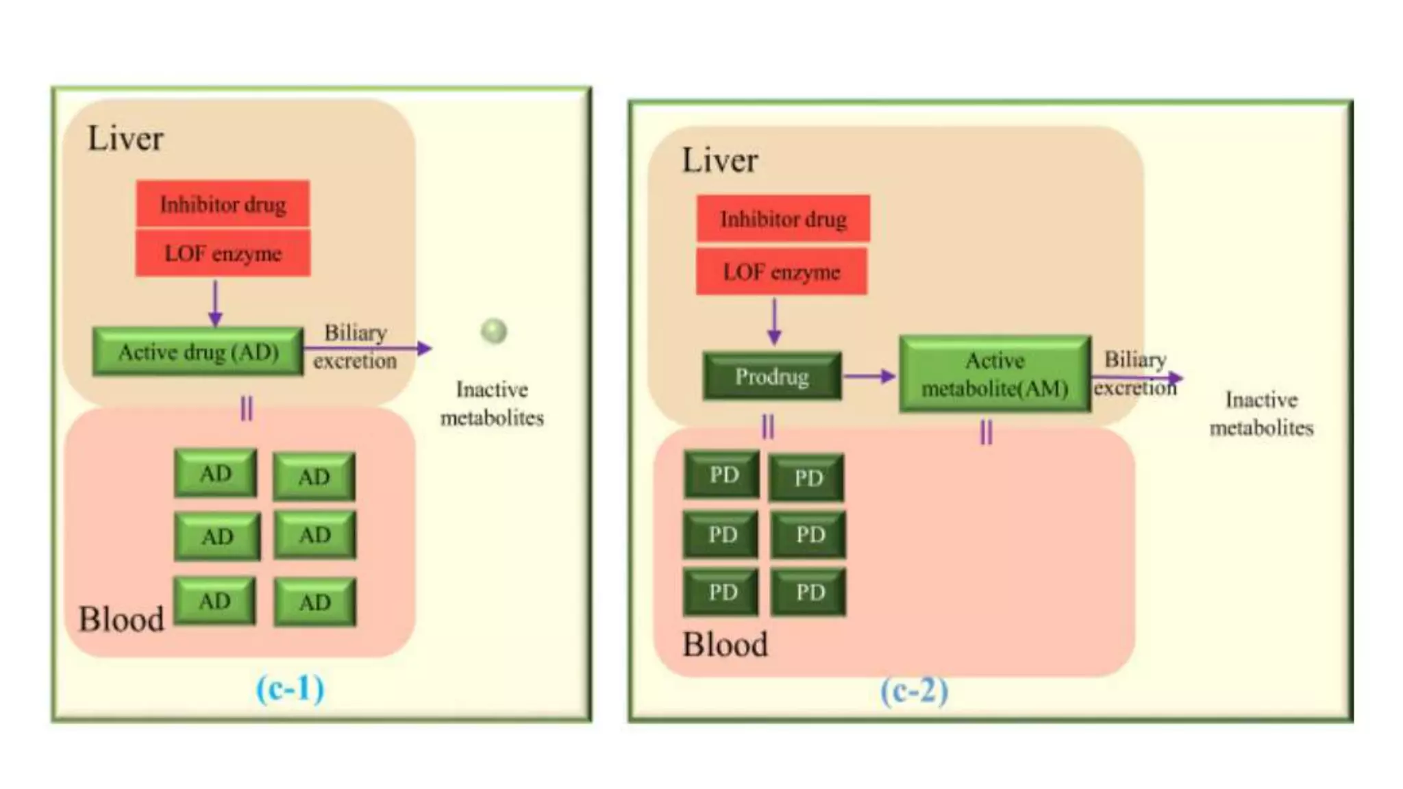Drug Drug Gene Interactions Ppt