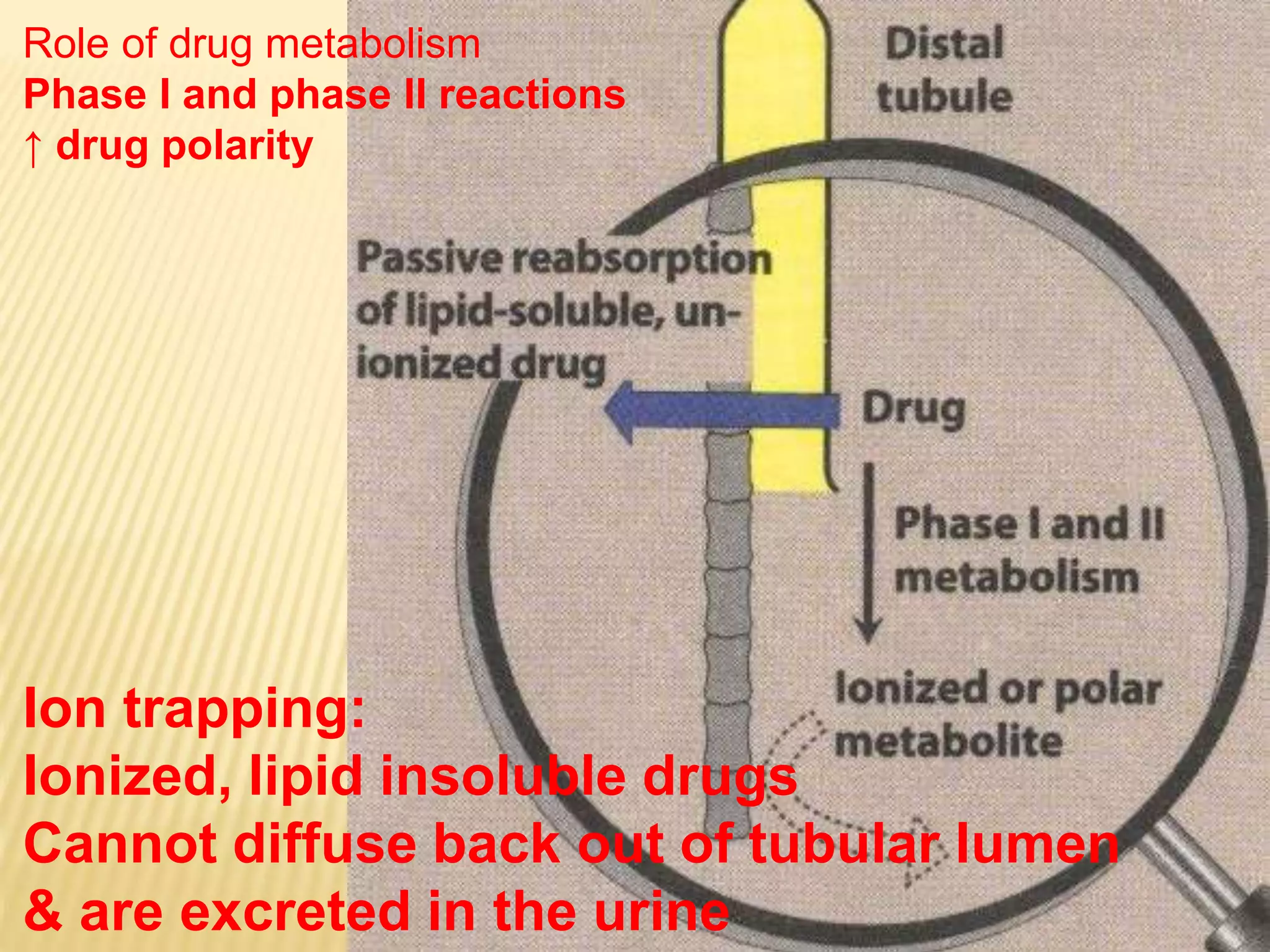 Drug Elimination | PPTX