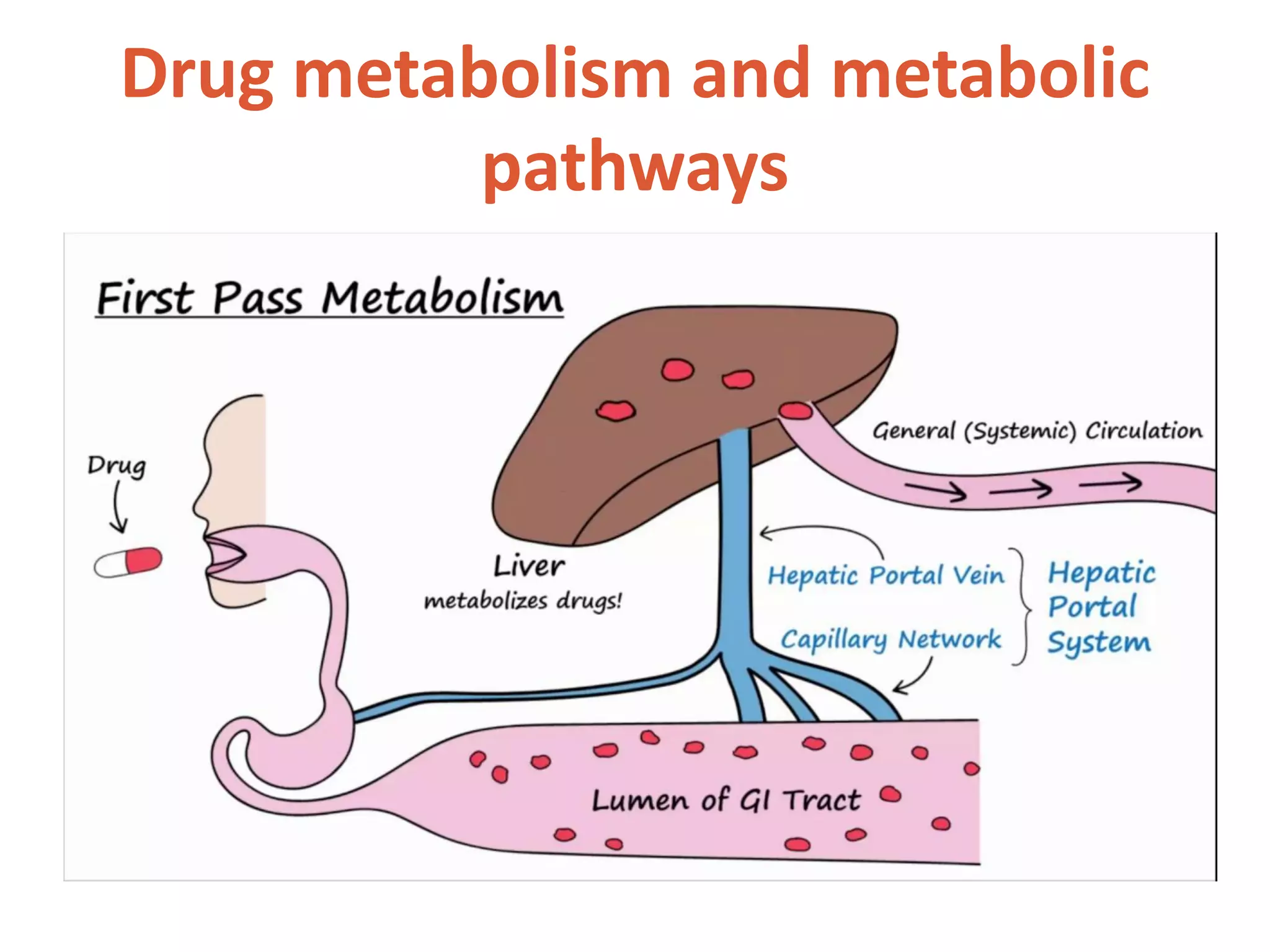 Drug Elimination | PDF