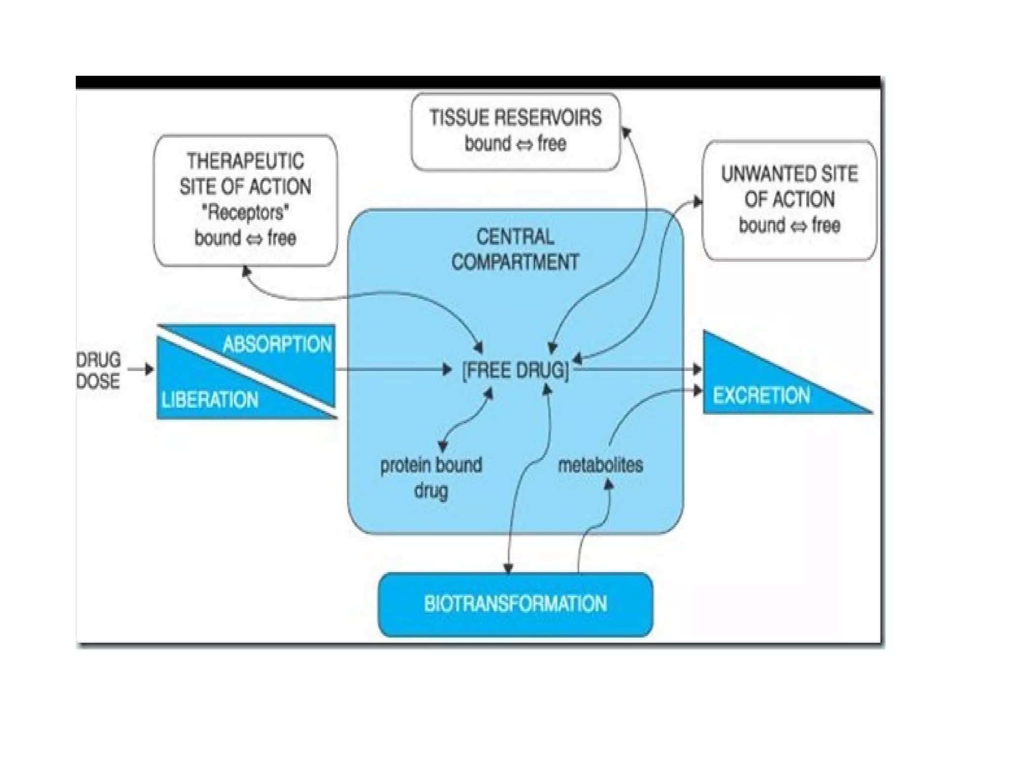Drug excretion | PPT