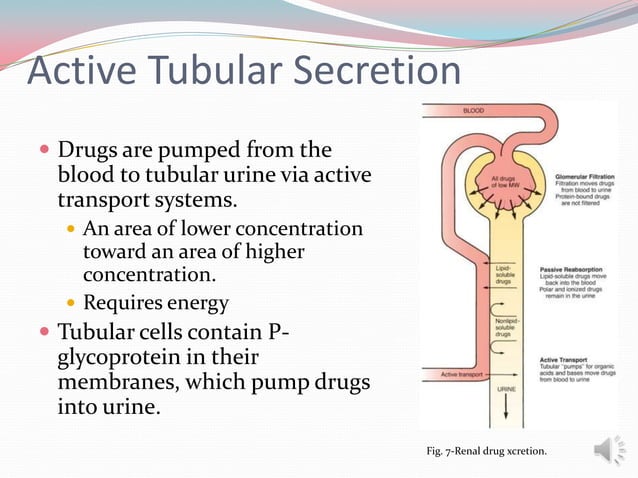 Drug excretion | PPTX | Endocrine and Metabolic Diseases | Diseases and ...