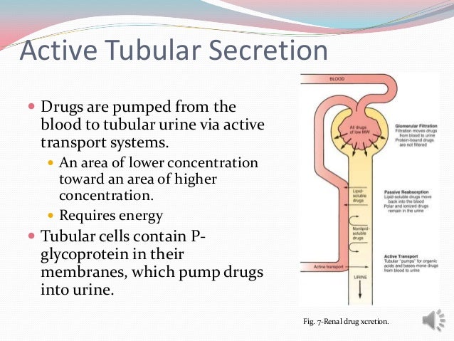 Drug excretion