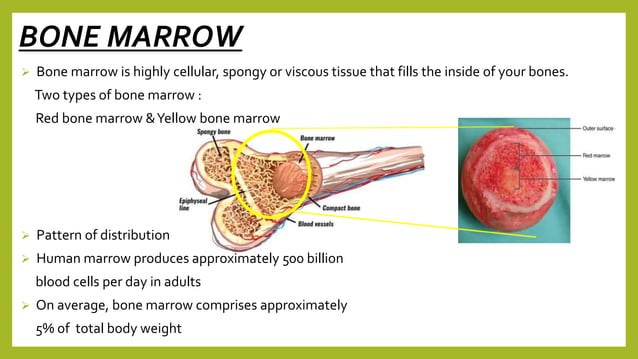 Drug induced bone marrow suppression | PPTX | Bone and Joint Conditions ...