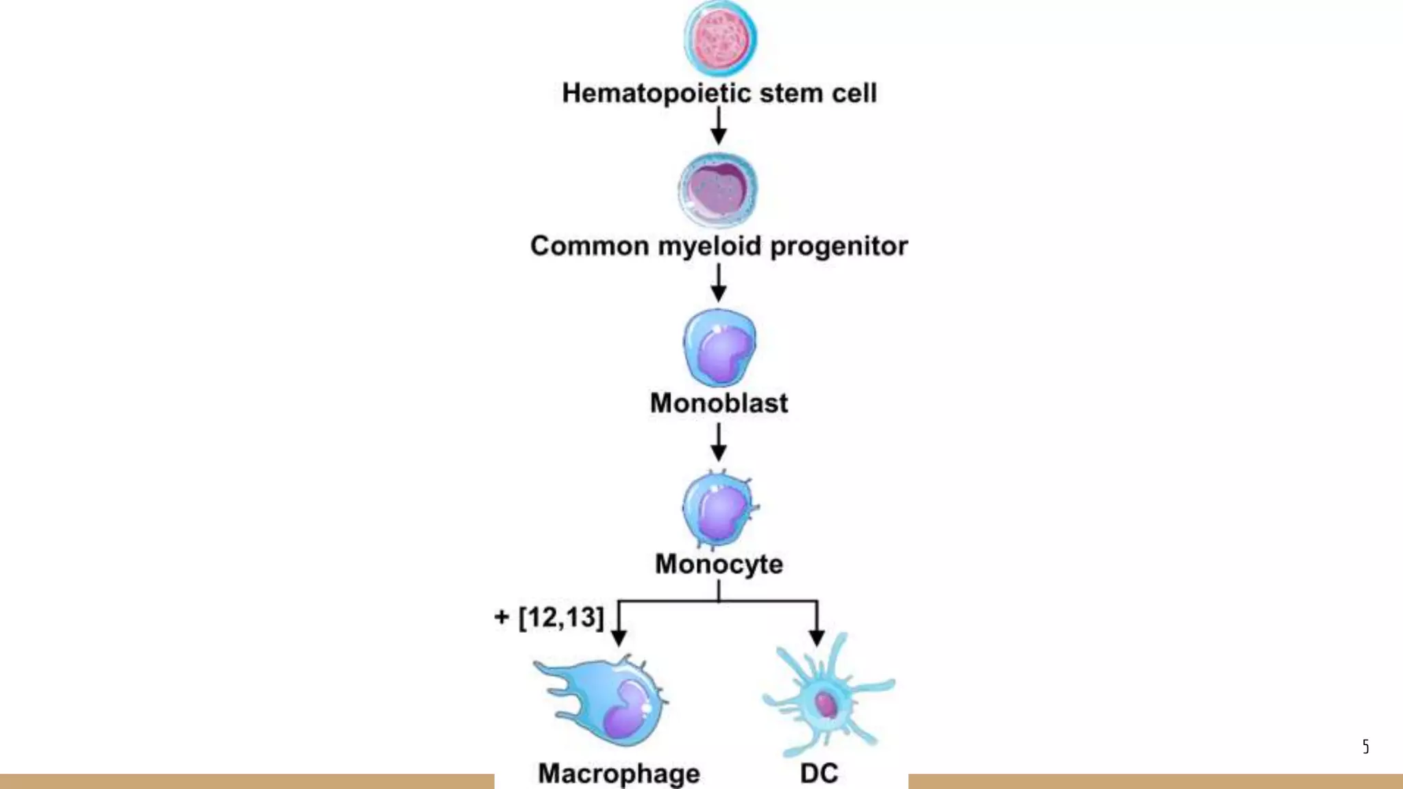 Drug induced monocytosis | PPTX