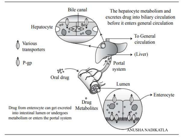 DRUG INTERACTIONS (MECHANISMS OF DRUG-DRUG INTERACTIONS) | PPTX ...