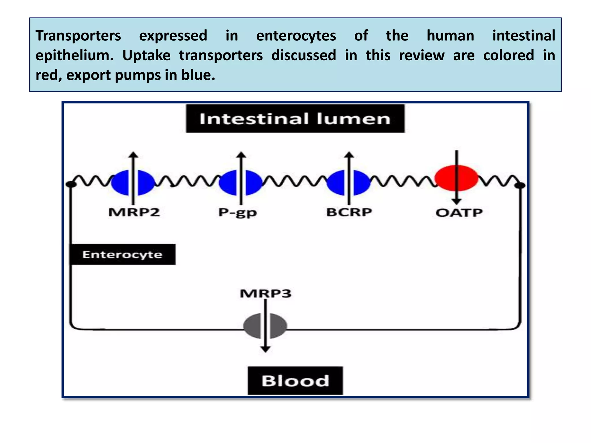 Drug interactions linked to transporters | PPTX