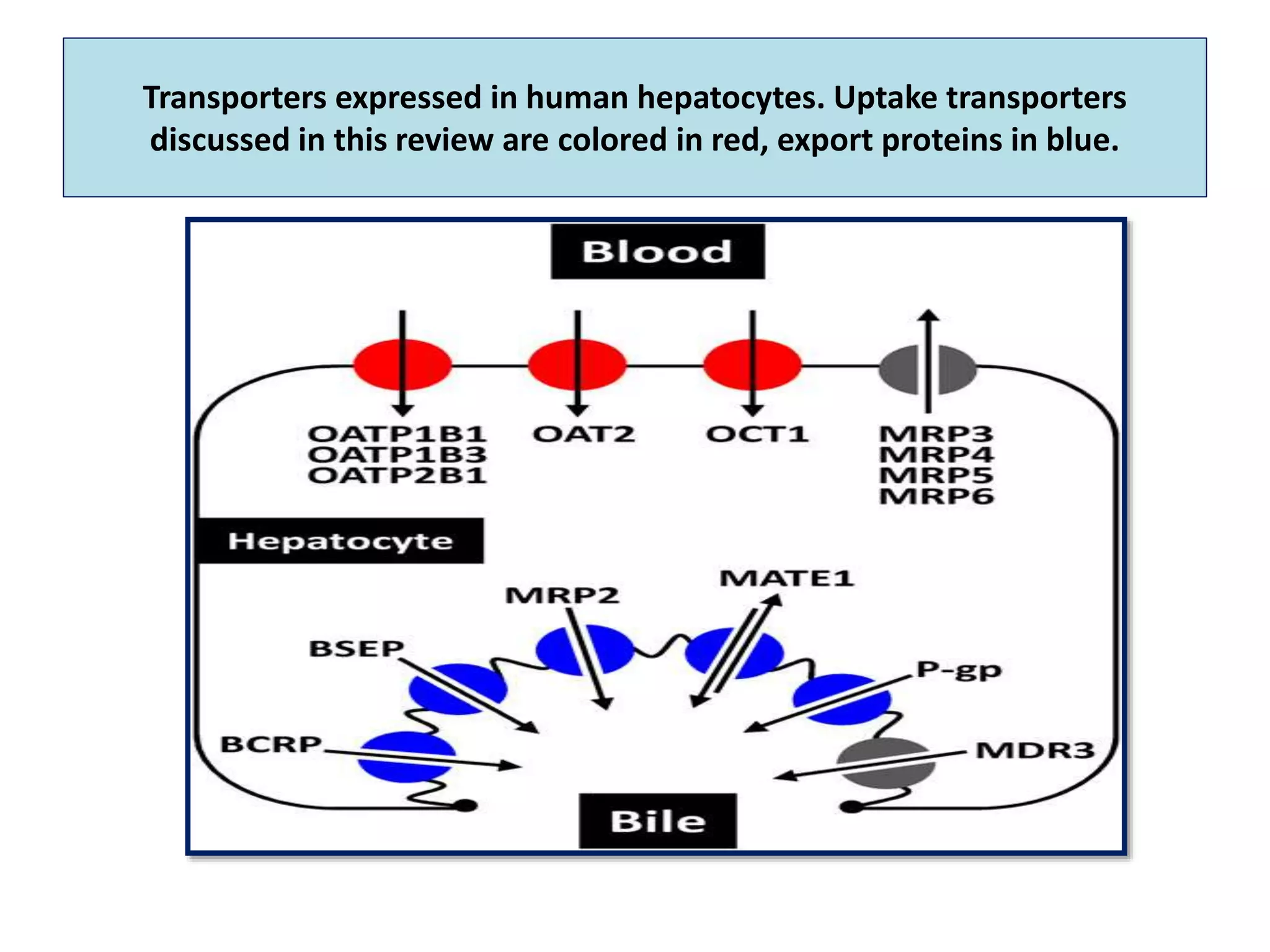 Drug interactions linked to transporters | PPTX
