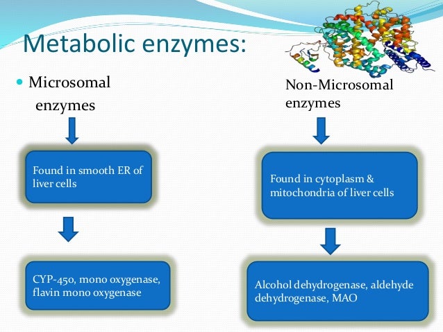 Drug metabolism