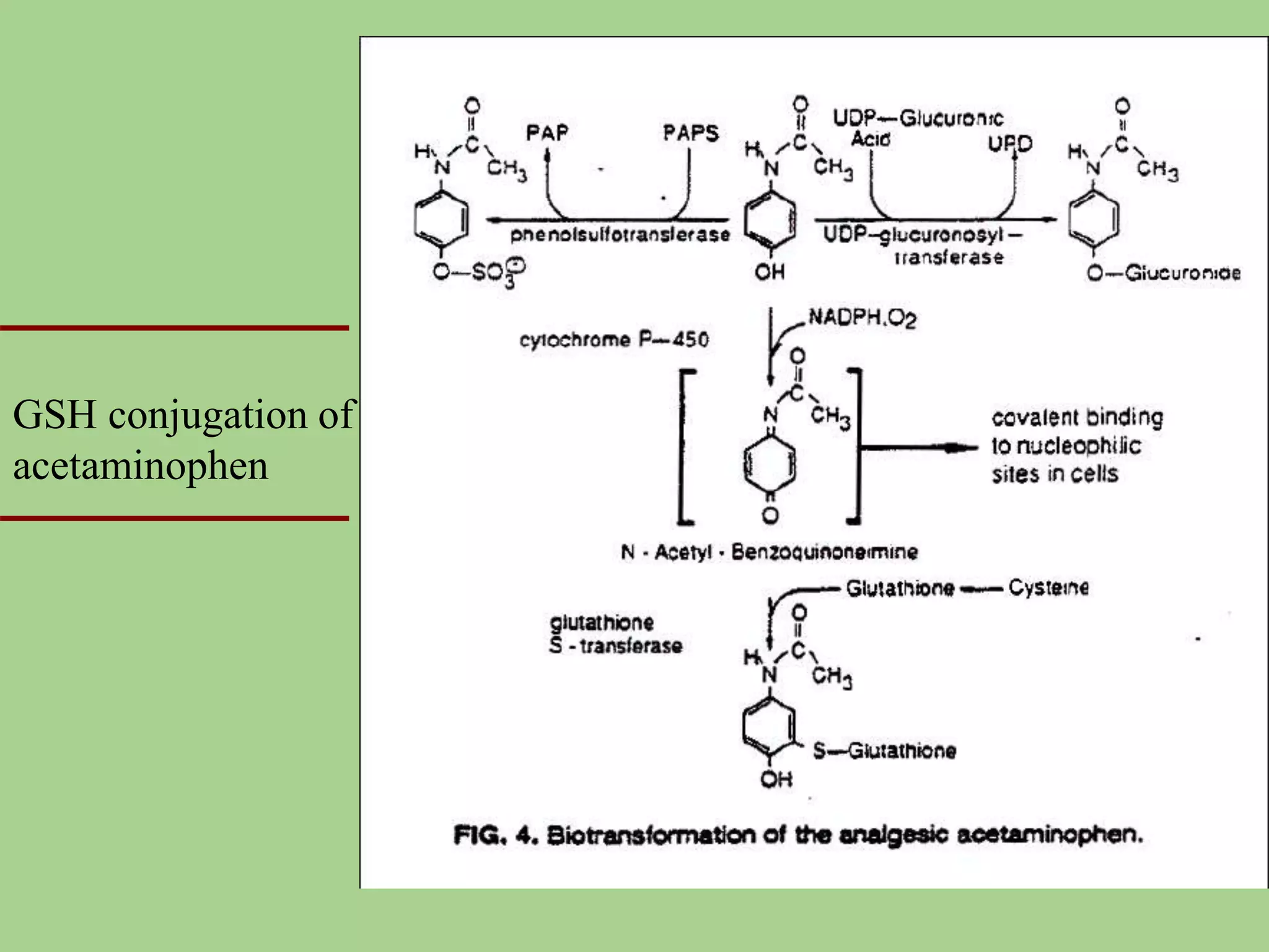 Drug metabolism (metabolism of drugs) | PPT