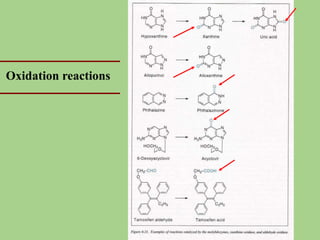 Drug metabolism (metabolism of drugs) | PPT
