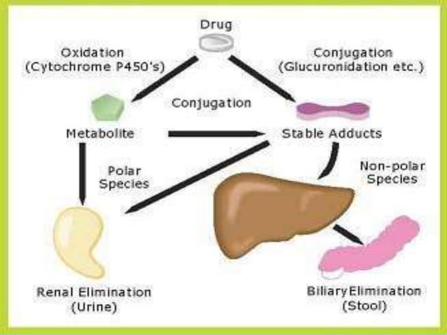 Drug metabolism (metabolism of drugs) | PPT