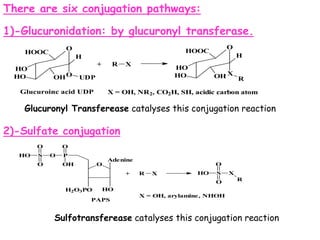 Drug Metabolism.ppt
