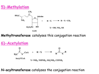 Drug Metabolism.ppt