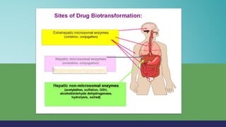 Drug Metabolism.pptx
