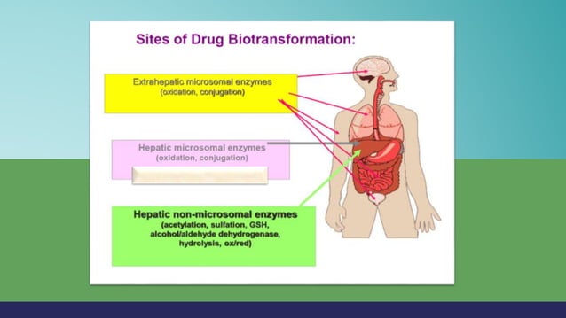 Drug Metabolism.pptx
