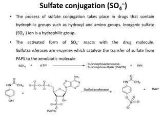 Introduction to Drug Metabolism reactions | PDF