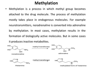 Introduction to Drug Metabolism reactions | PDF