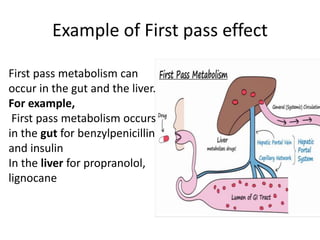 Drug Metabolism 2023 2nd year mbbs medical students.pptx | Endocrine ...