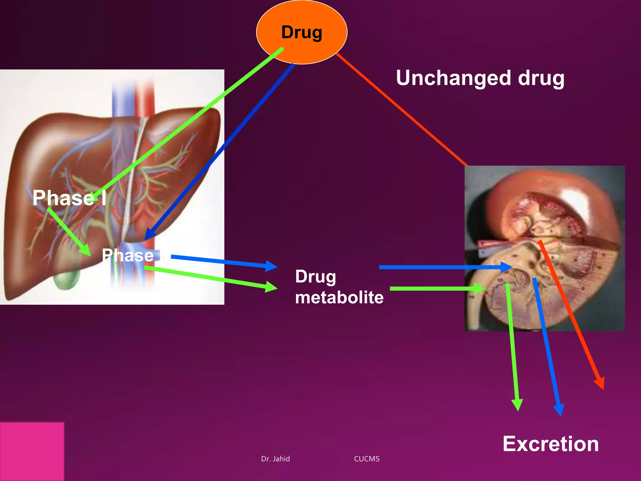 Drug metabolism & elimination 18 final copy | PDF