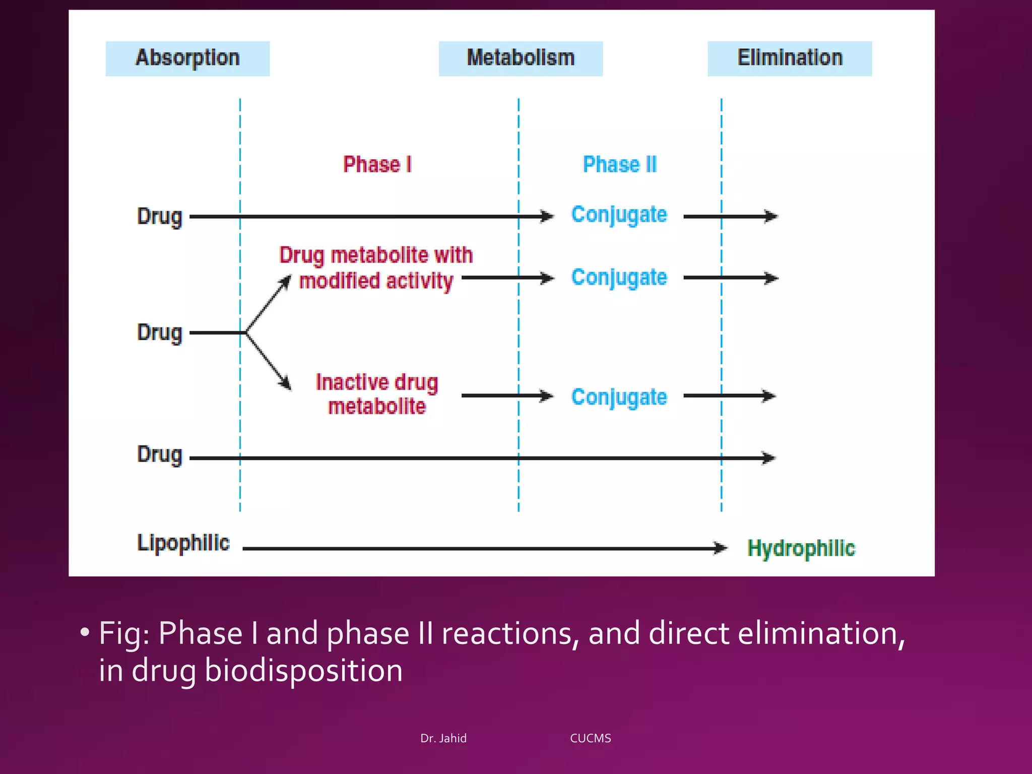 Drug metabolism & elimination 18 final copy | PDF