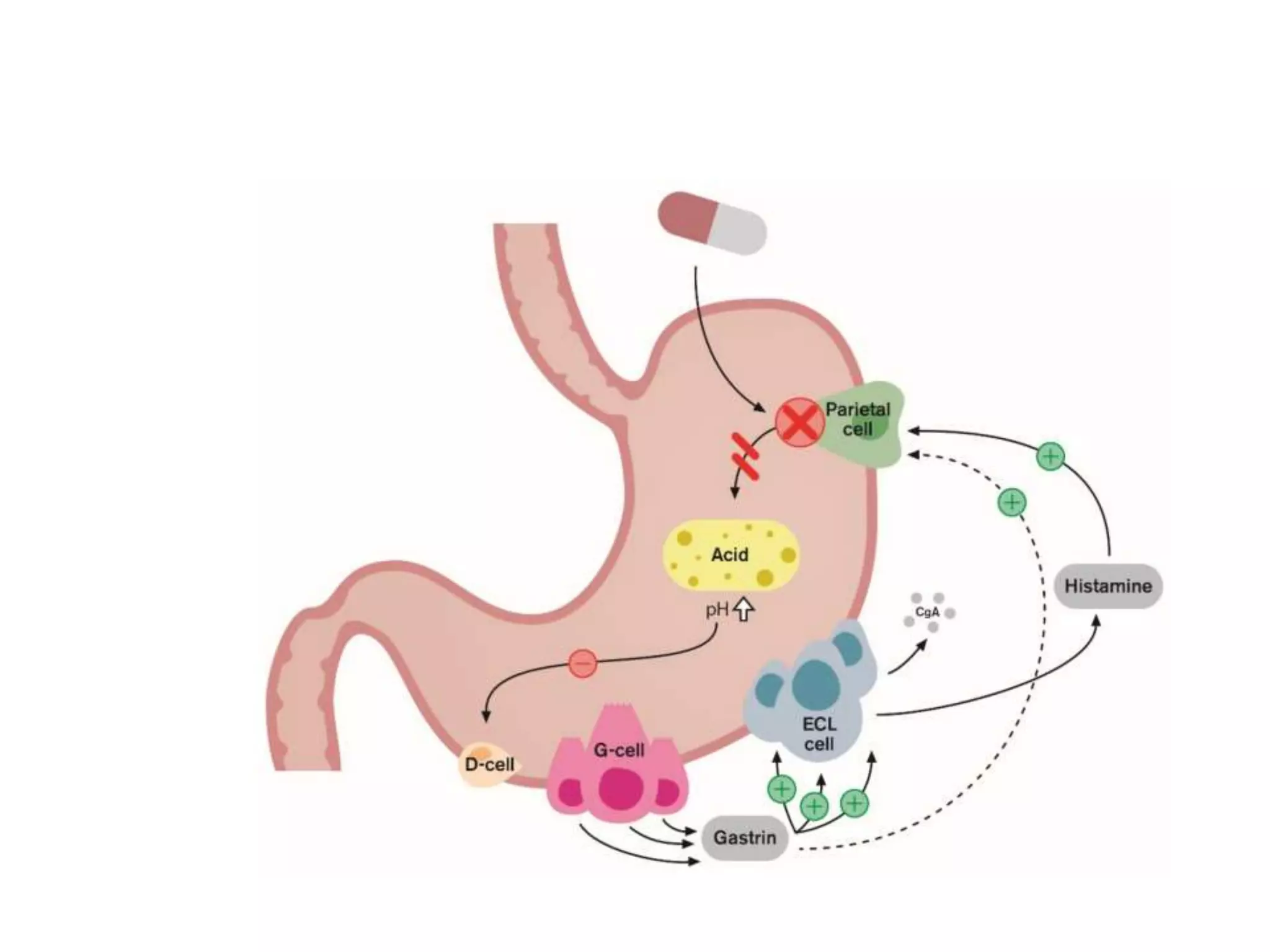 Drug modification.pptx
