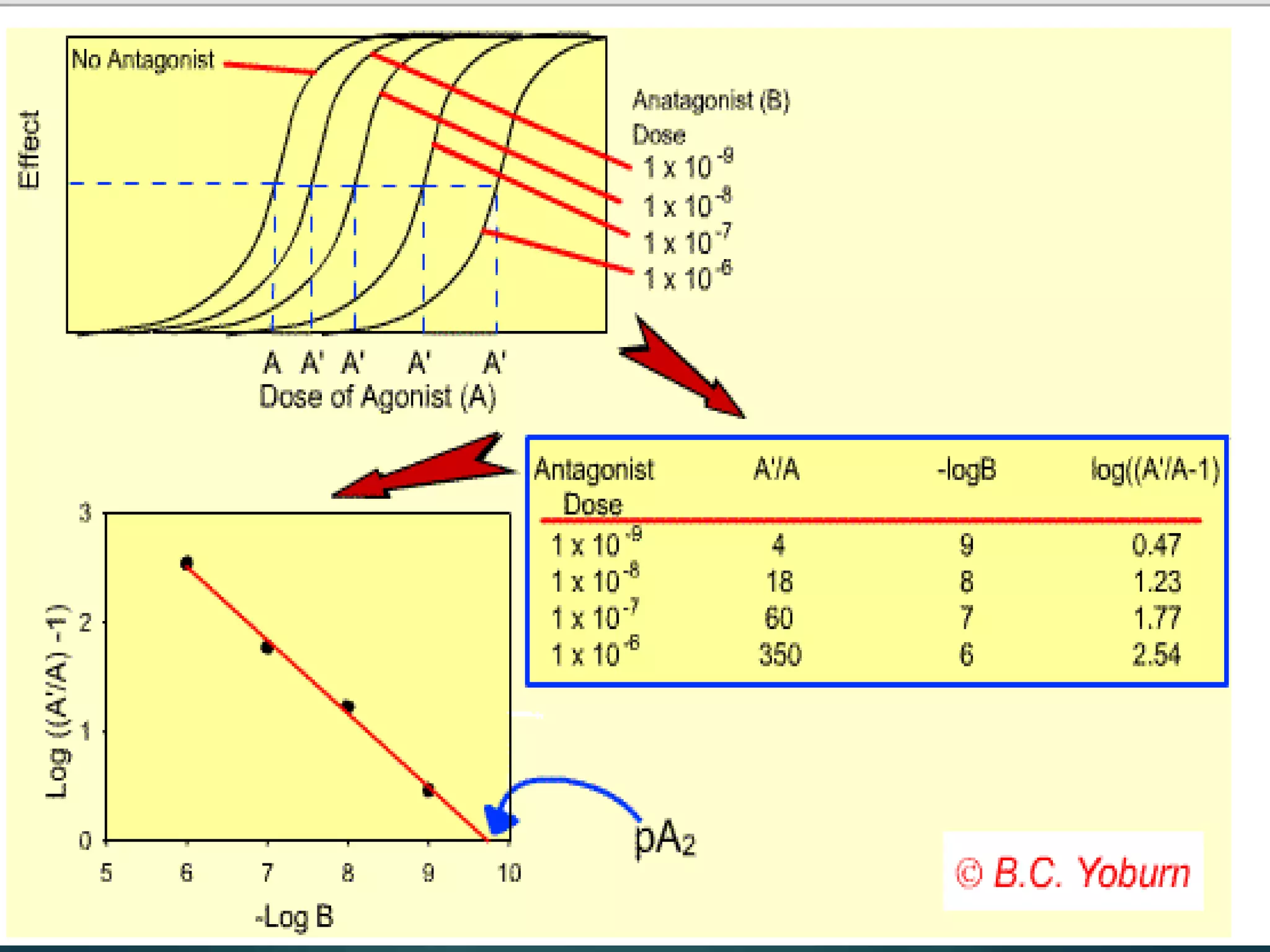 Drug receptor interaction | PPTX