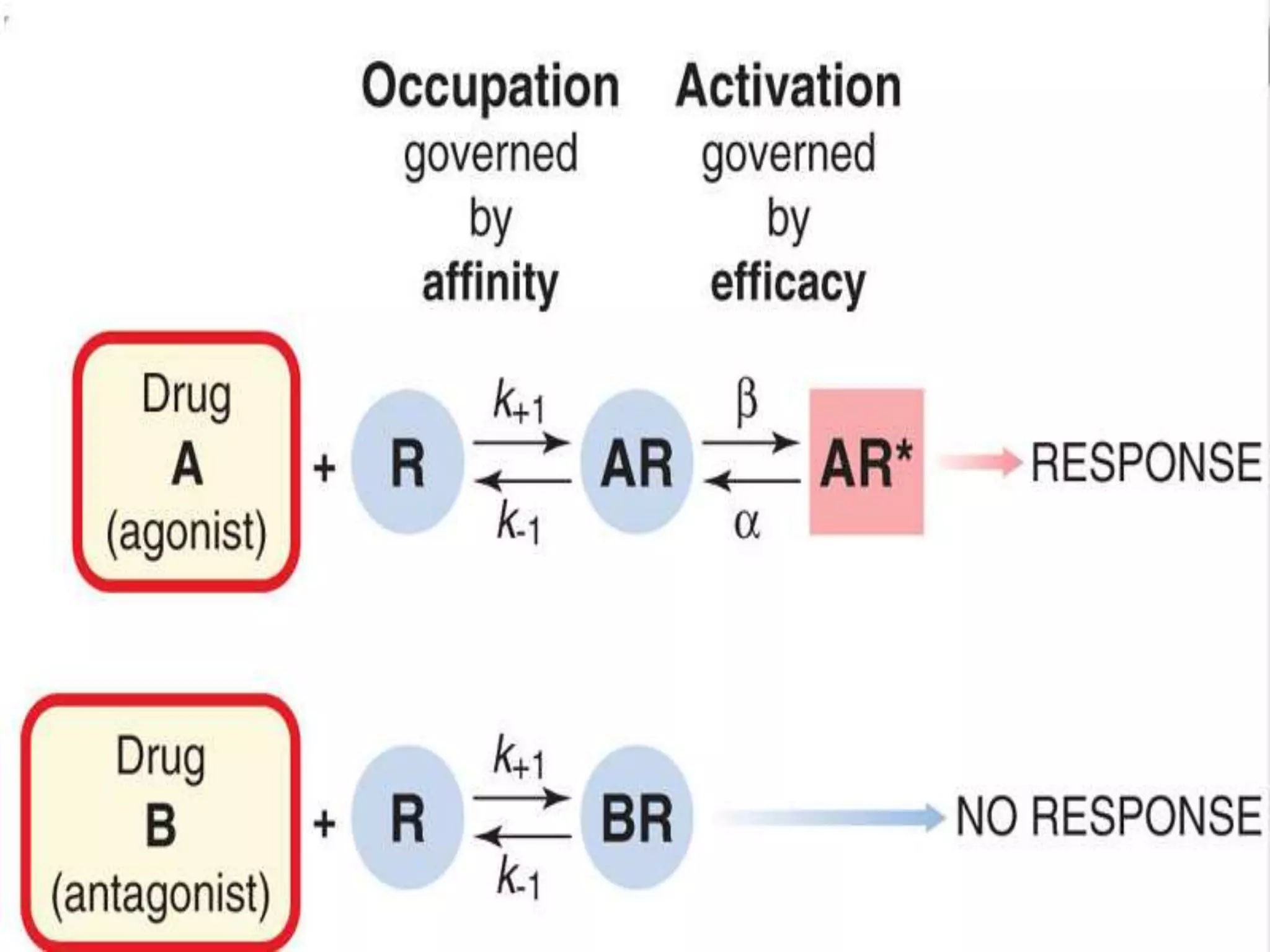 Drug receptor interaction | PPTX