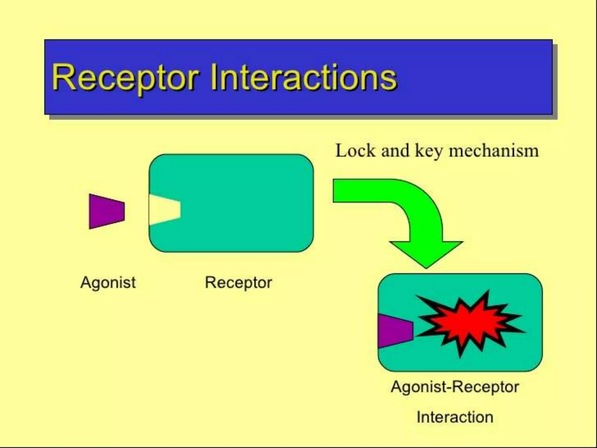Drug receptor interaction | PPTX