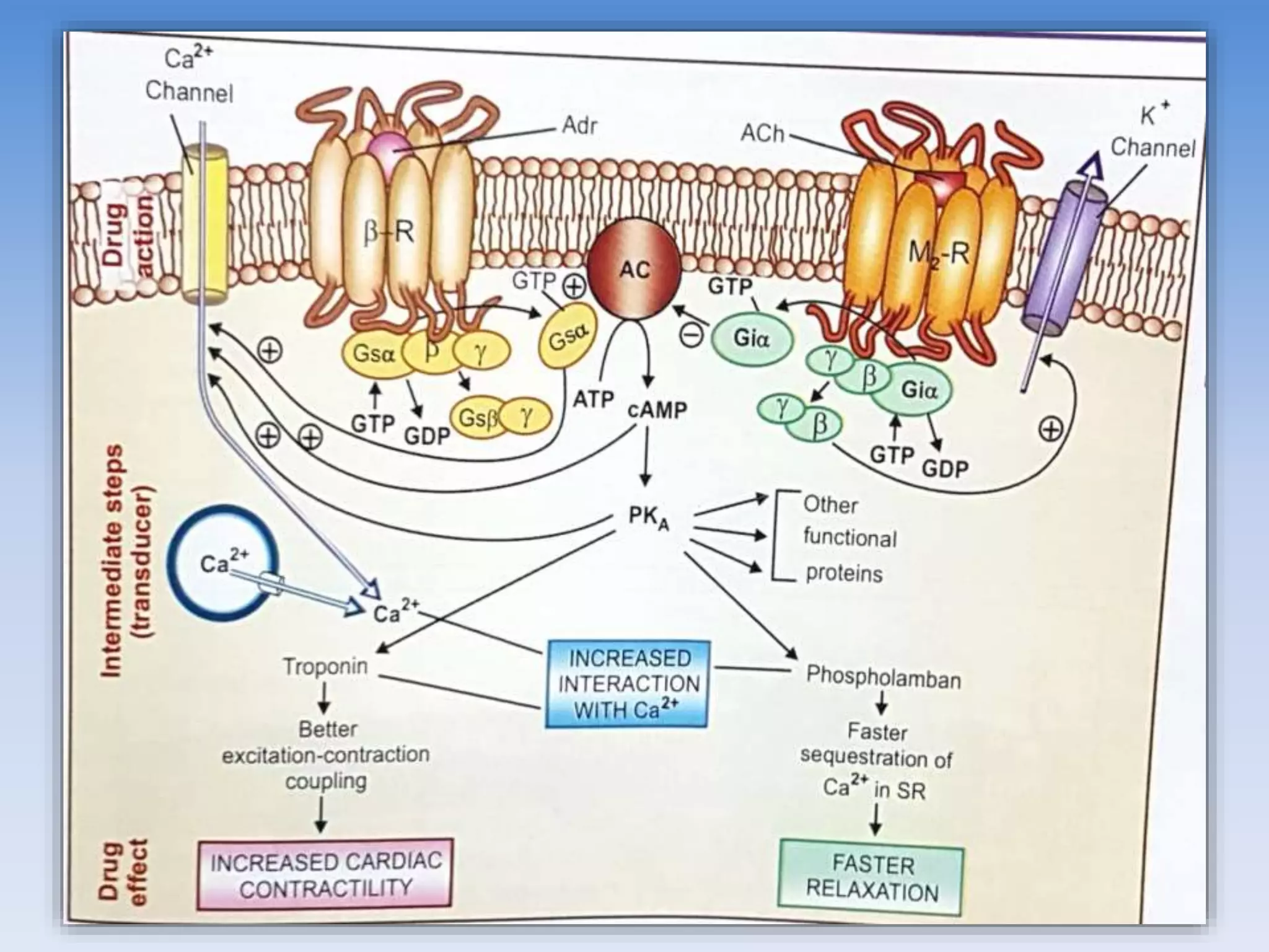 Drug Receptor Interactions | PPTX