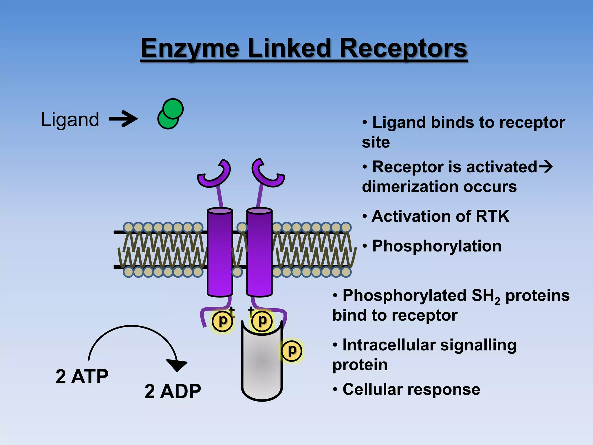 Drug Receptor Interactions | PPTX