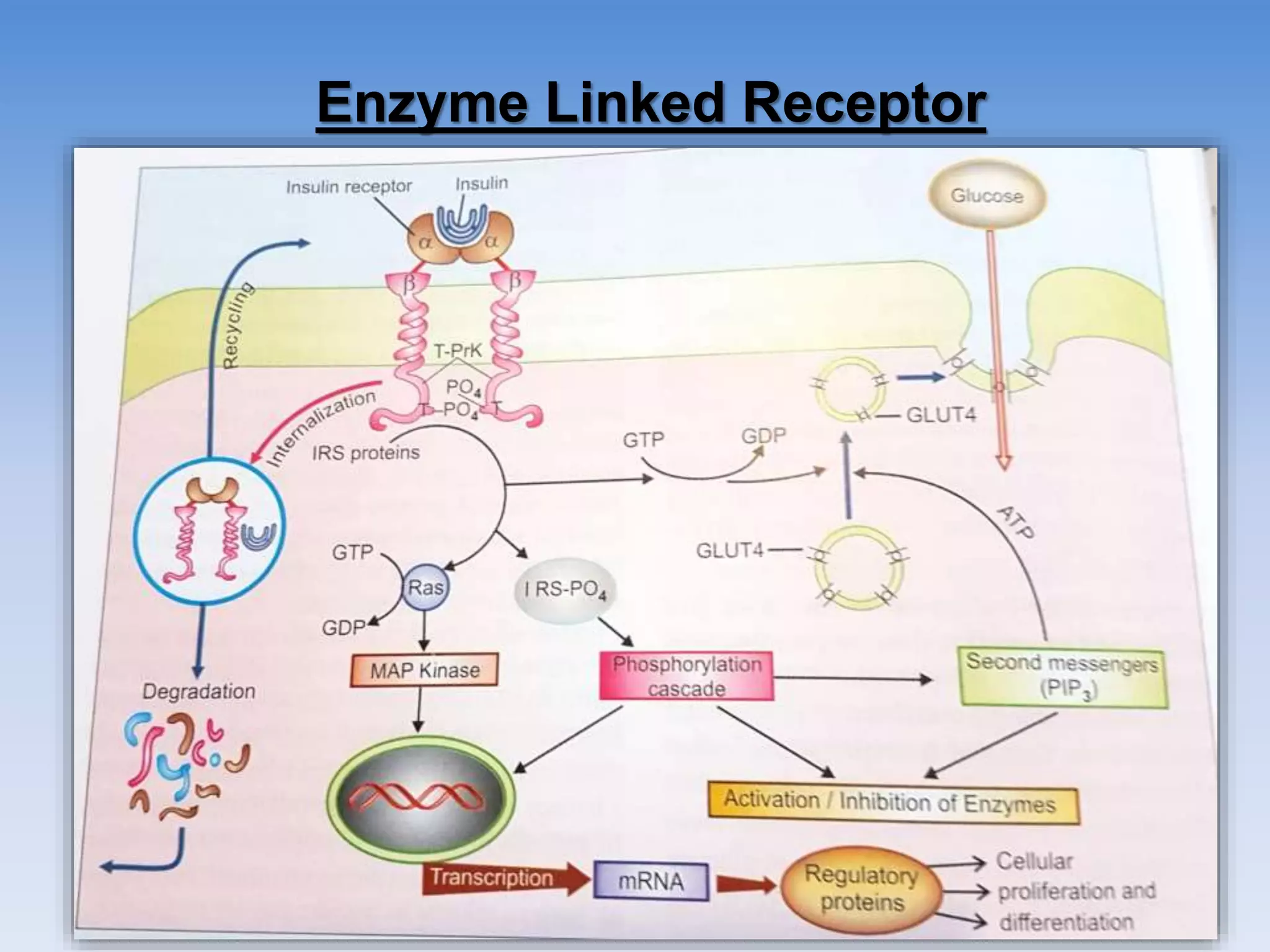 Drug Receptor Interactions | PPTX