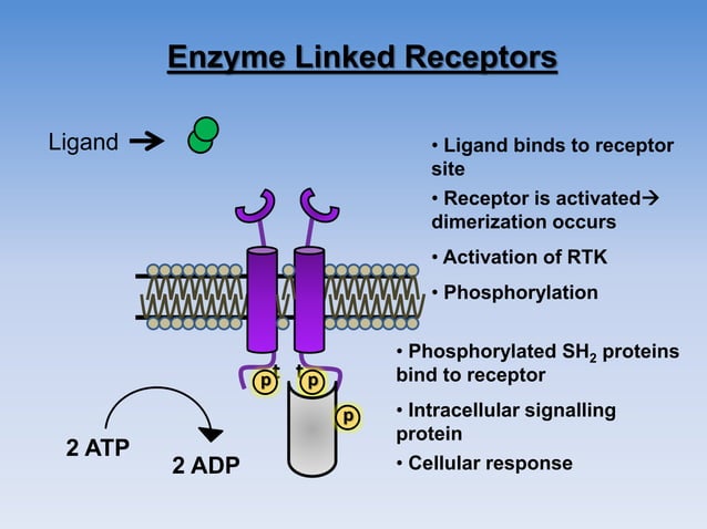 Drug Receptor Interactions | PPTX