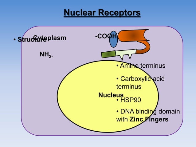 Drug Receptor Interactions | PPTX