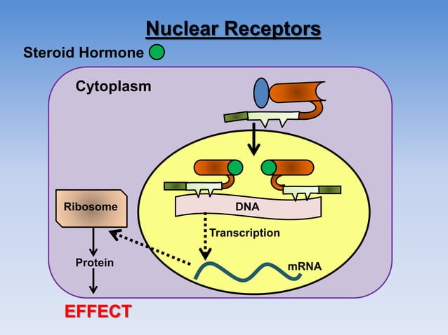 Drug Receptor Interactions | PPTX