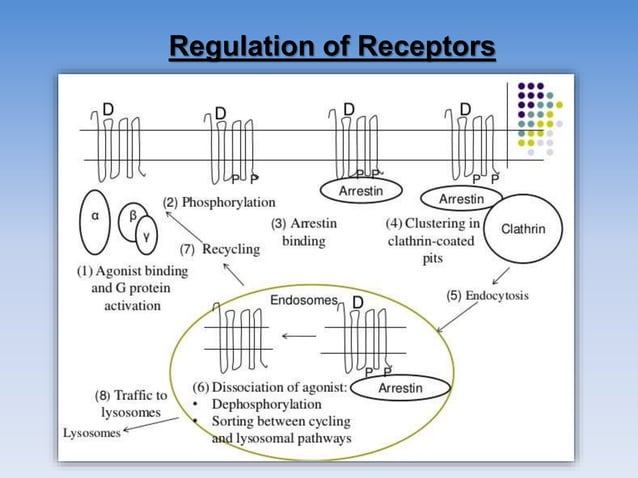 Drug Receptor Interactions | PPTX