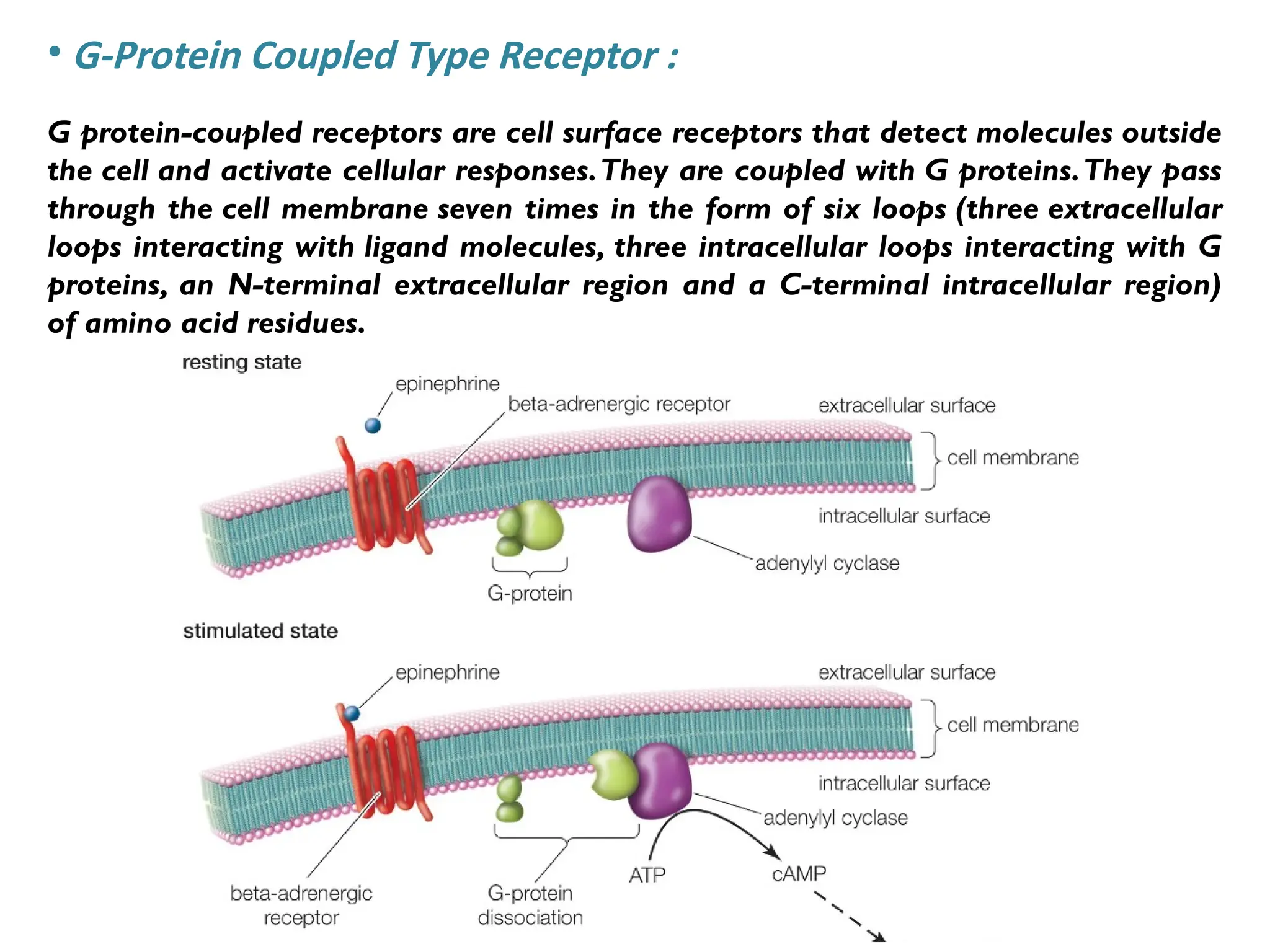 Drug Receptors and it's classification.pptx