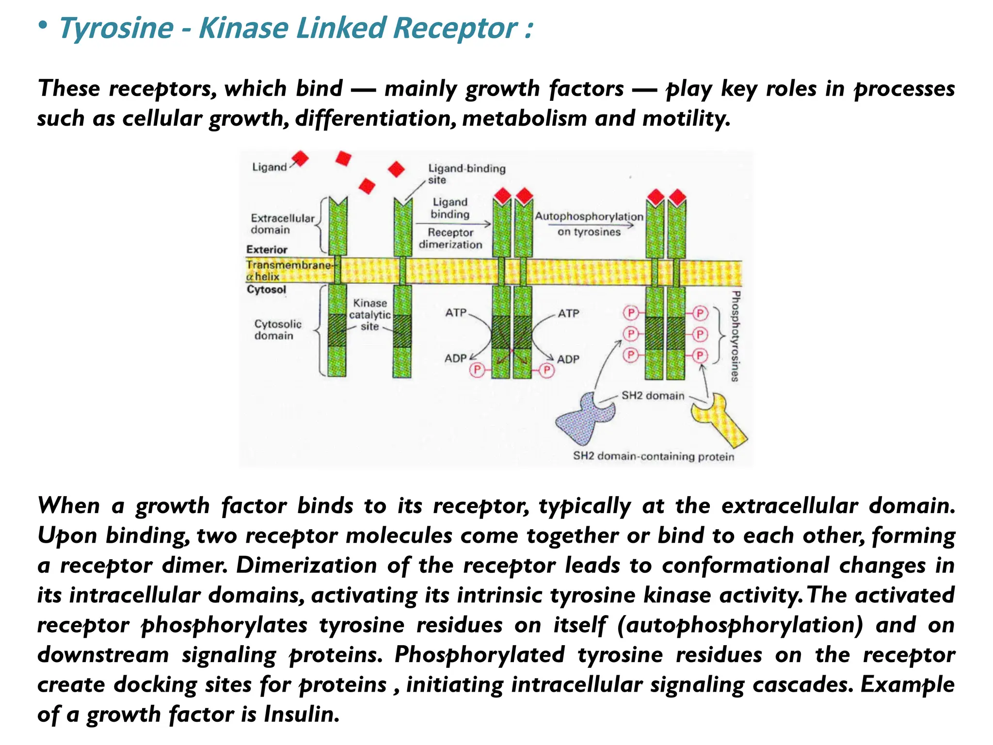 Drug Receptors and it's classification.pptx