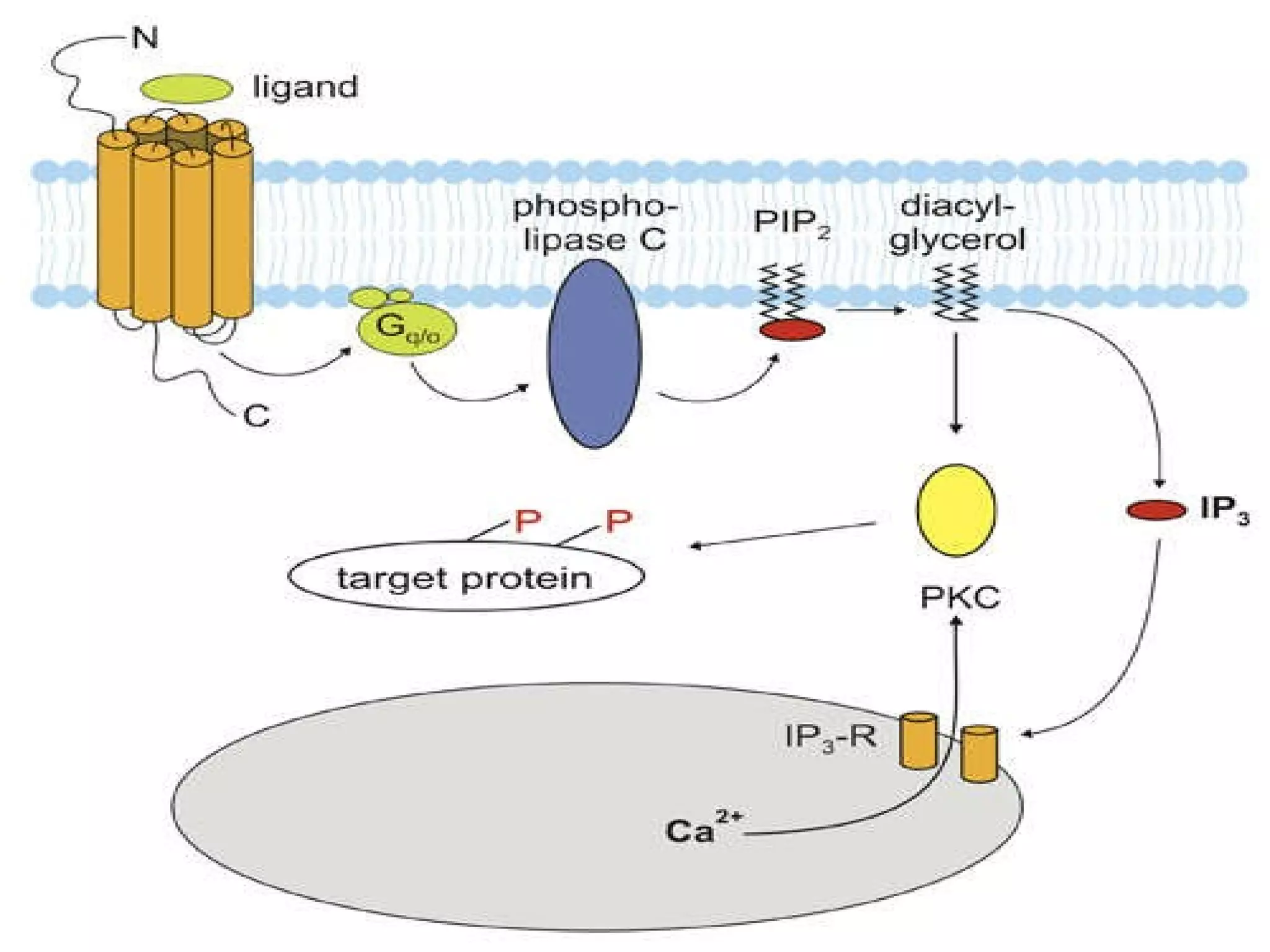Drug receptors in pharmacology | PPT