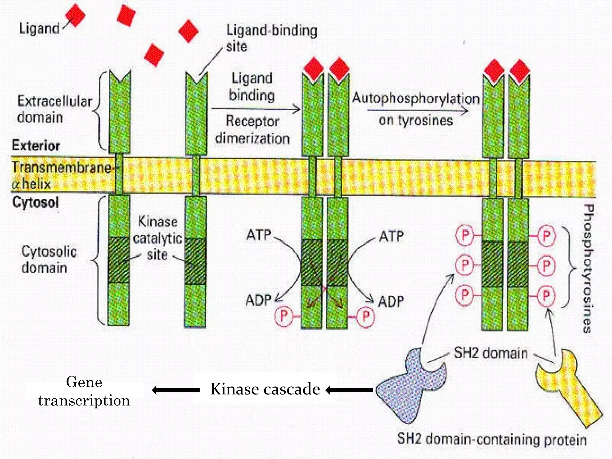 Drug receptors in pharmacology | PPT